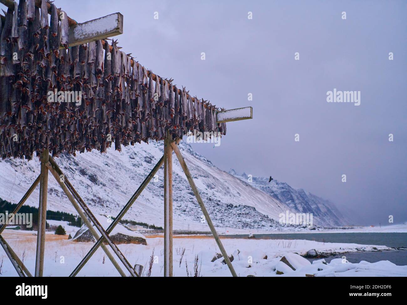 Air drying of Salmon fish on wooden structure at Scandinavian winter ...