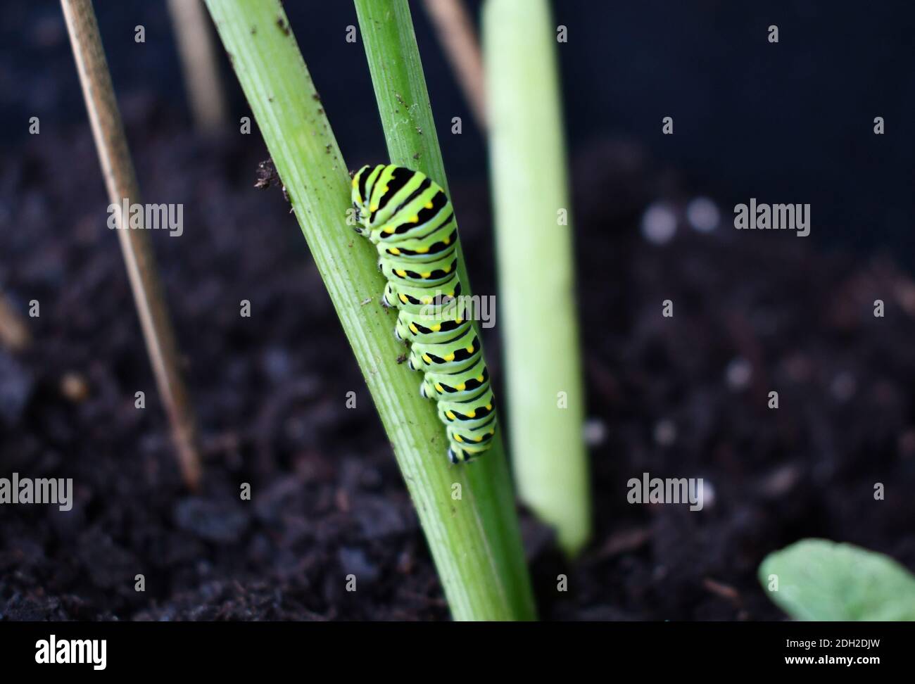 Caterpillar at the larval stage of the Lepidoptera insect order of ...