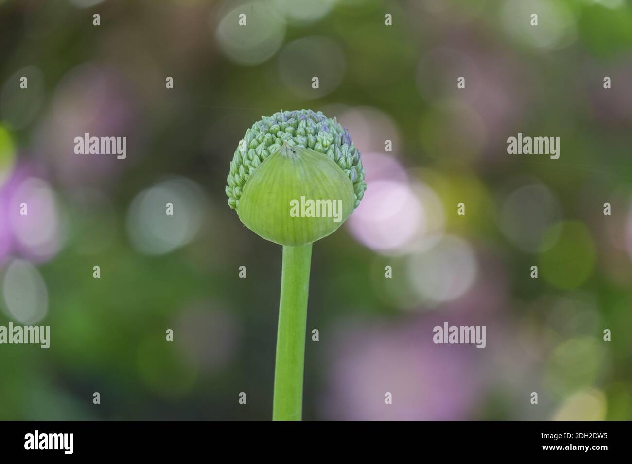 Ornamental garlic bud (Allium sp Stock Photo - Alamy