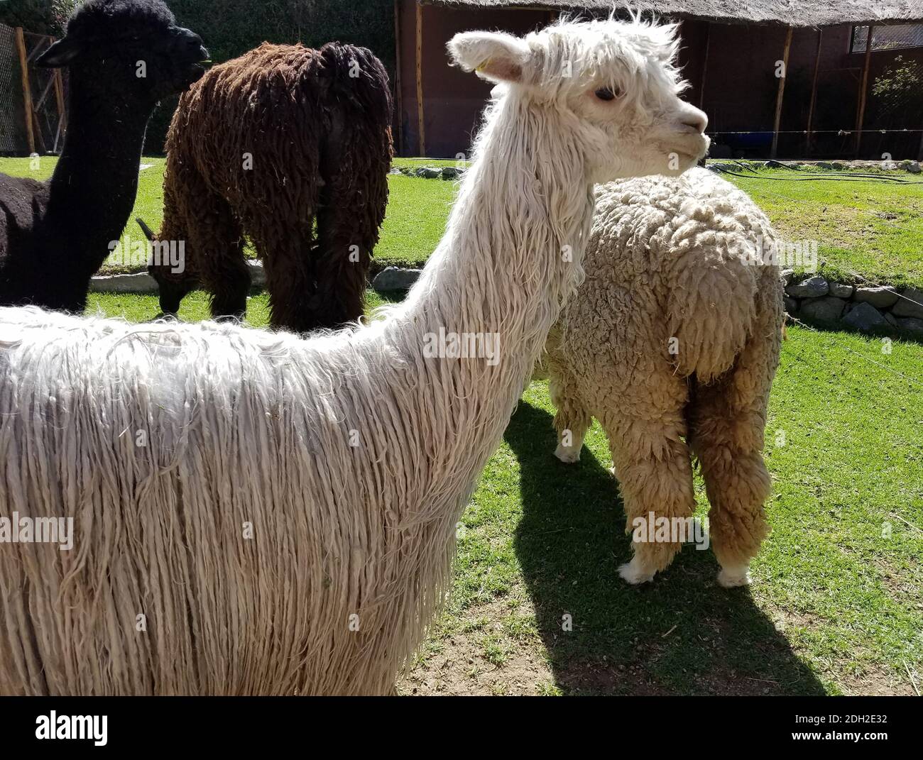 Suri Alpaca close-up in a farm in Peru. Alpacas and lamas are ...