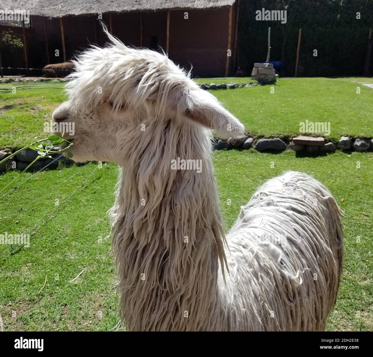 Suri Alpaca close-up in a farm in Peru. Alpacas and lamas are ...