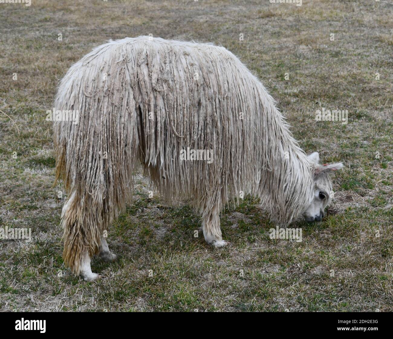 Suri Alpaca close-up in Peru. Alpacas and lamas are domesticated ...