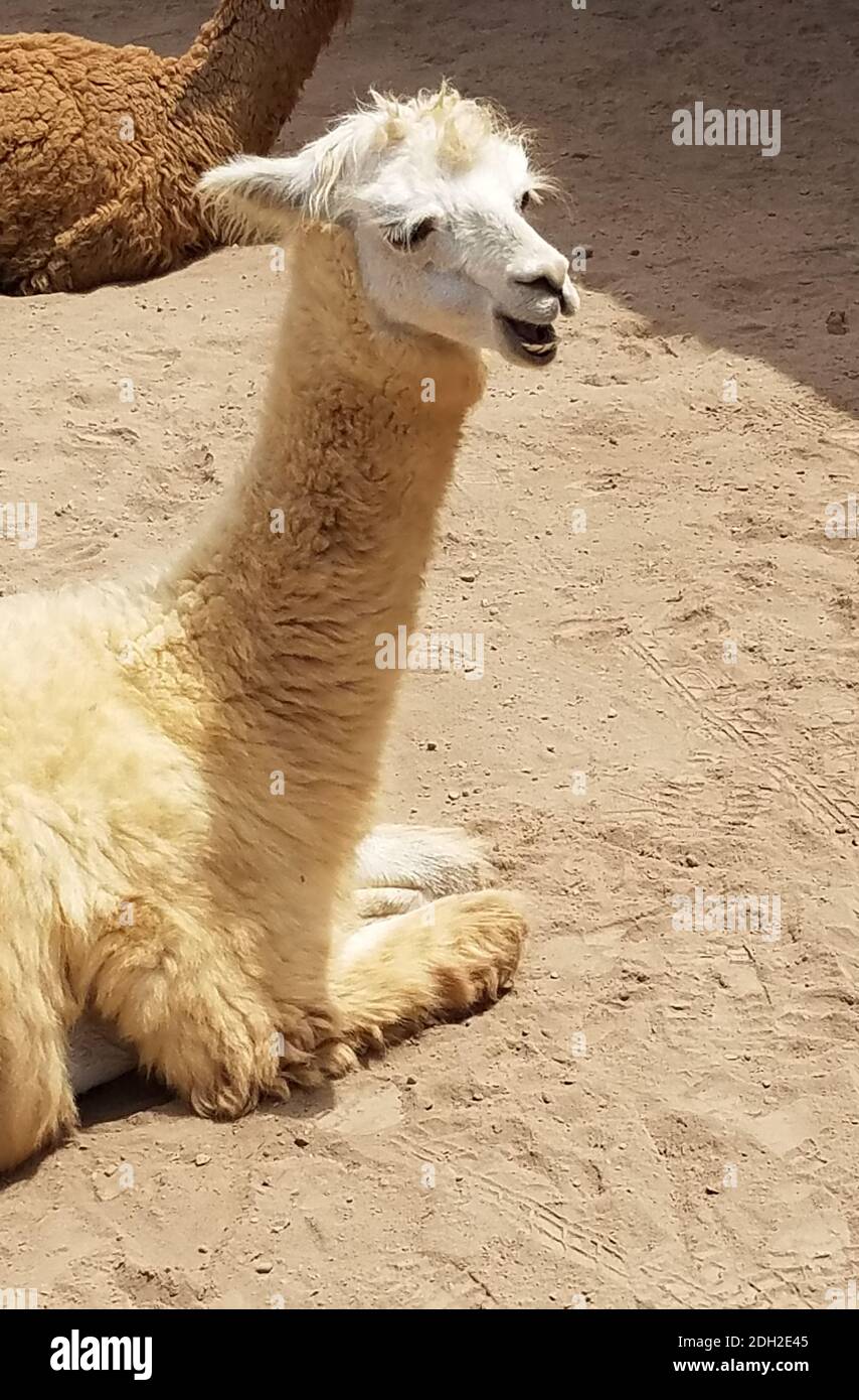 Lama in a farm in Peru. Lama is one of the two domestic animals from ...