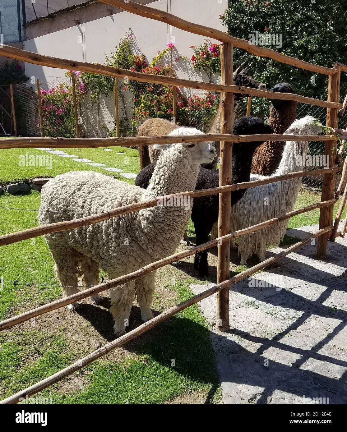 Alpacas and lamas in a farm in Peru, South America Stock Photo - Alamy