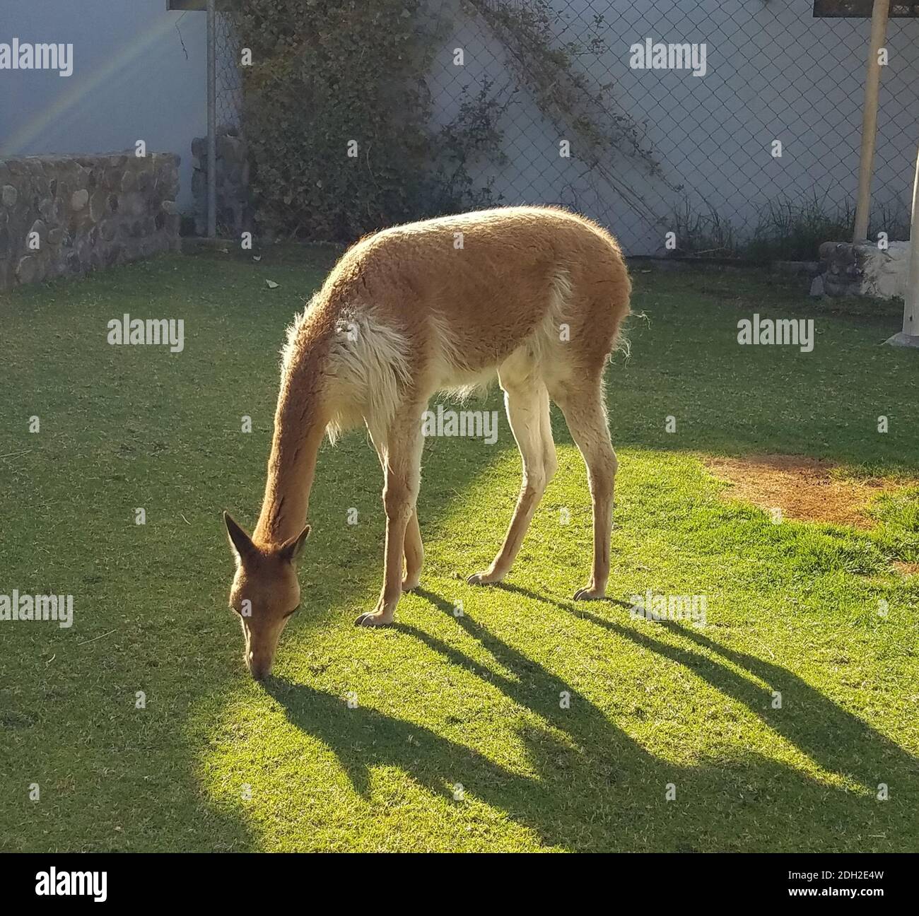 Vicuna, one of the two wild animals in the camel family in Peru, South ...