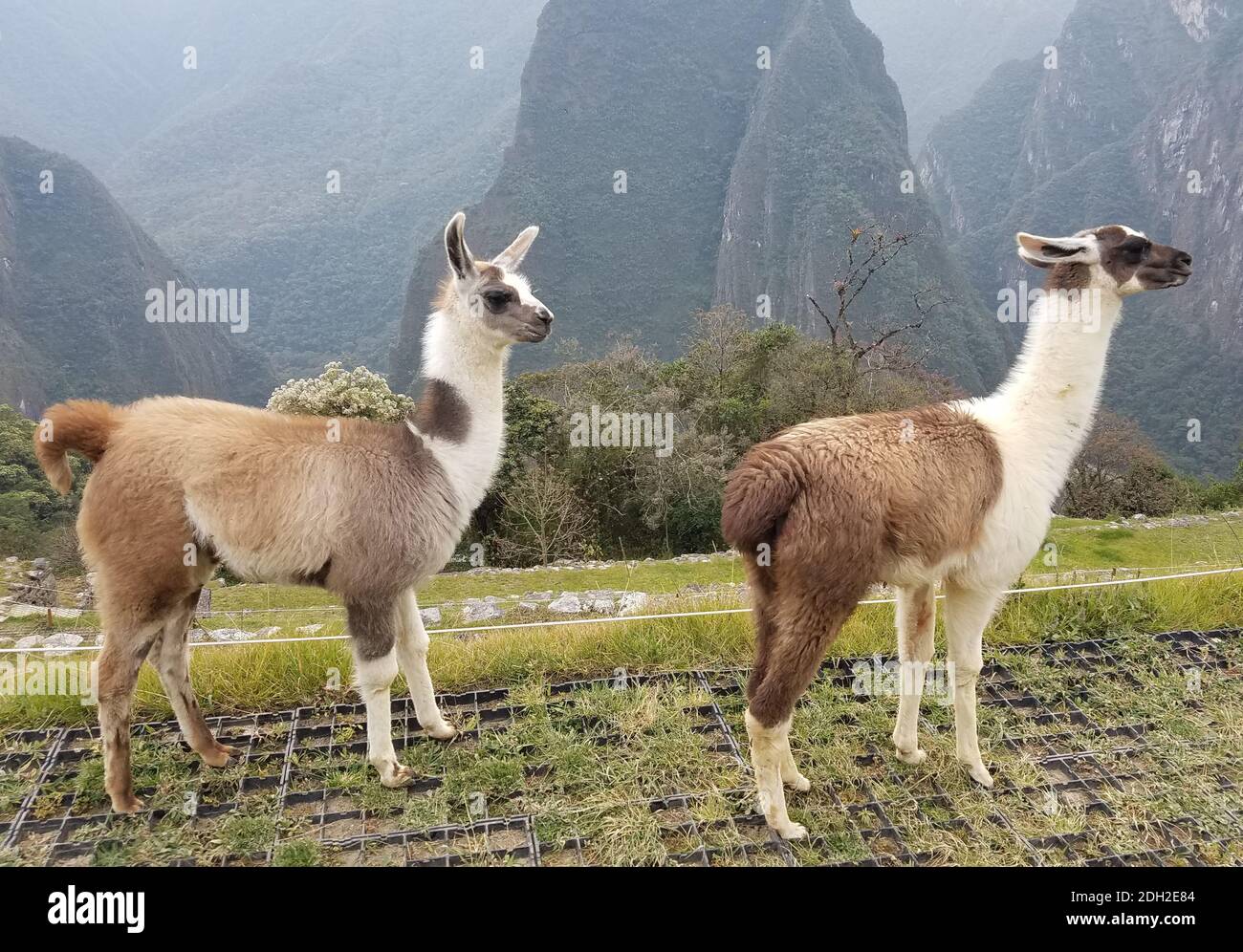 Lamas inca hi-res stock photography and images - Alamy