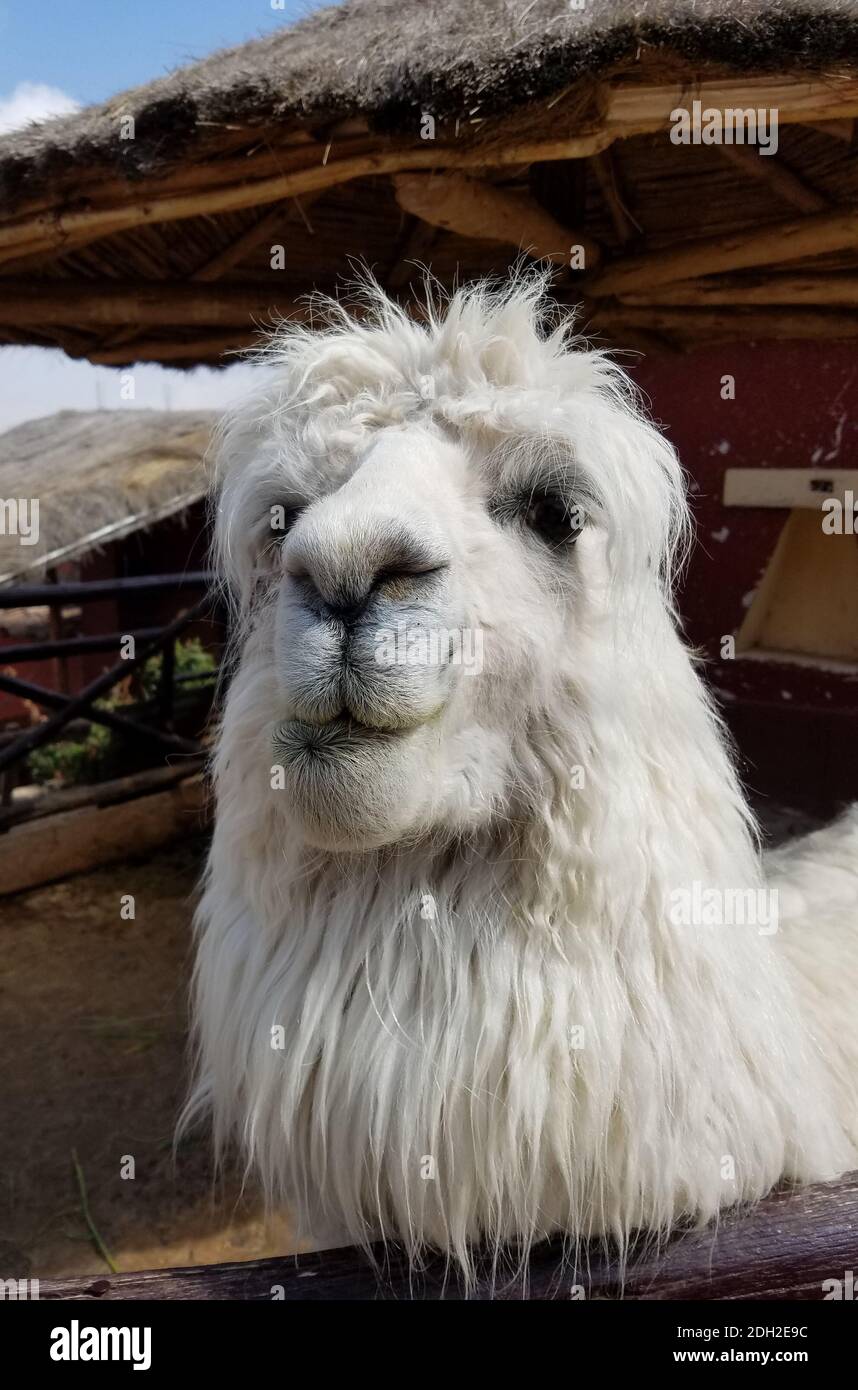Alpaca close-up portrait in a farm in Peru. Alpacas and lamas are ...