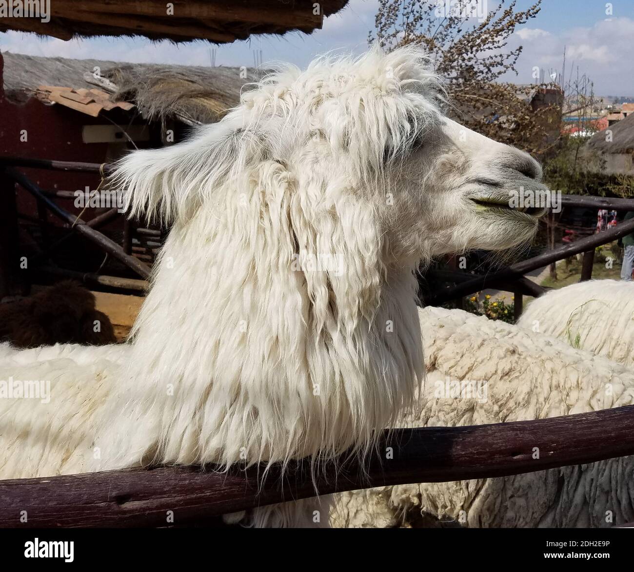 Alpaca close-up portrait in a farm in Peru. Alpacas and lamas are ...