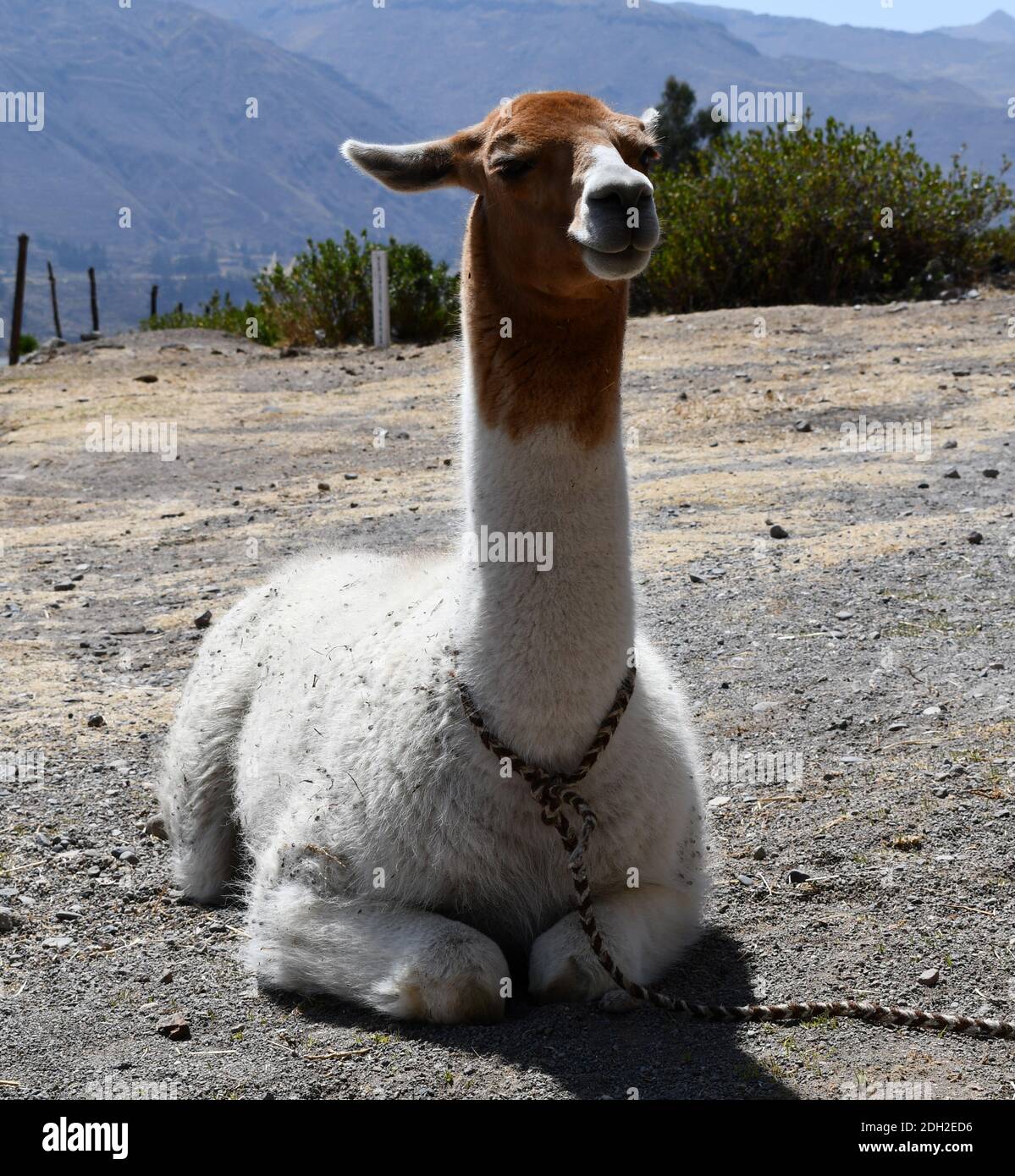 Lama close-up in Peru. Lama is one of the two domestic animals from the ...