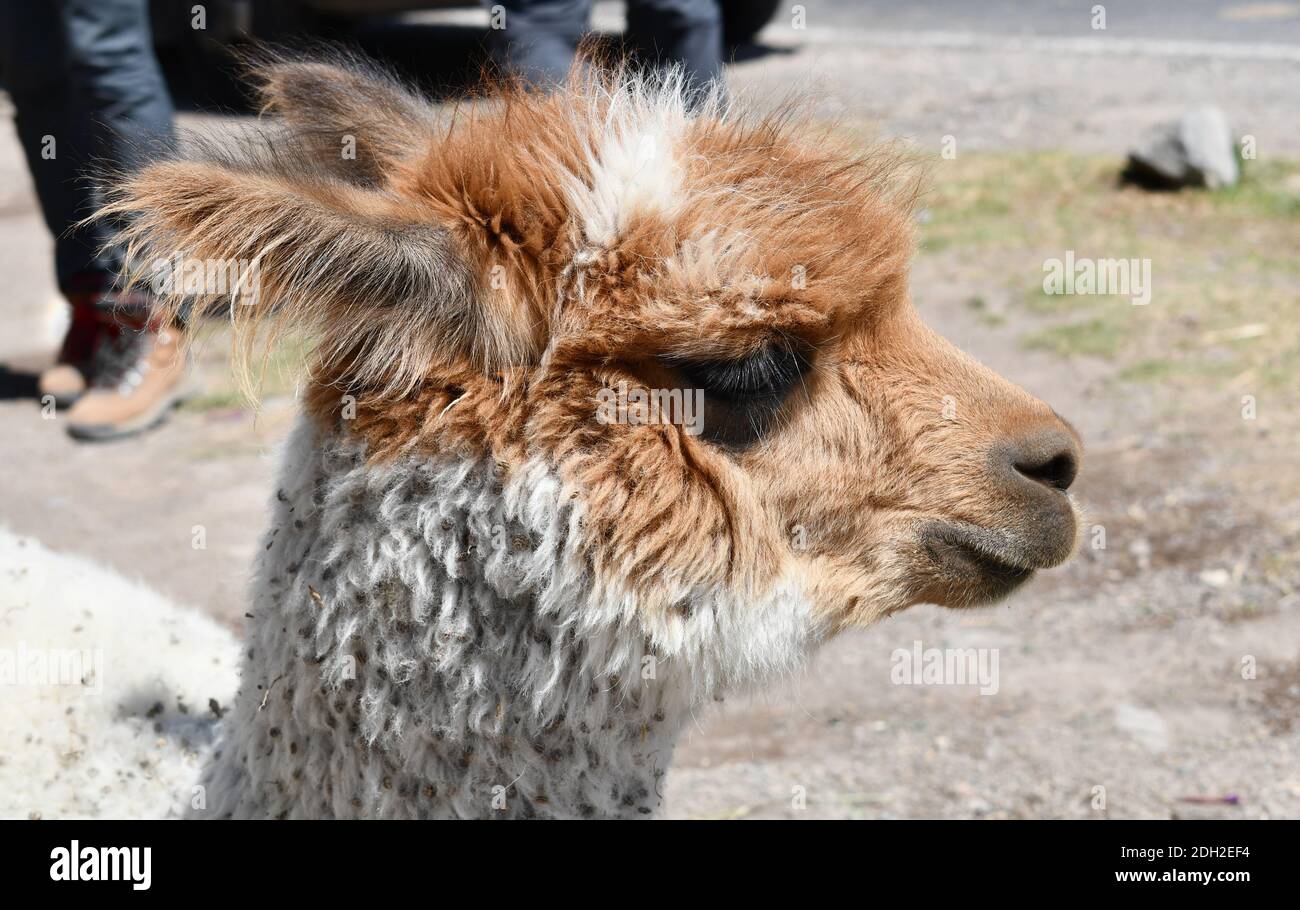Alpaca close-up portrait in Peru. Lama is one of the two domestic ...