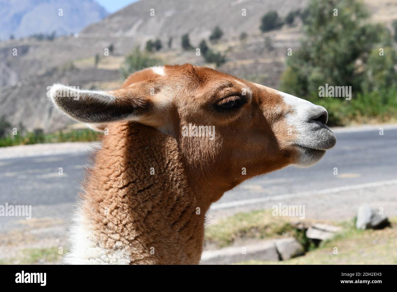 Lama close-up in Peru. Lama is one of the two domestic animals from the ...