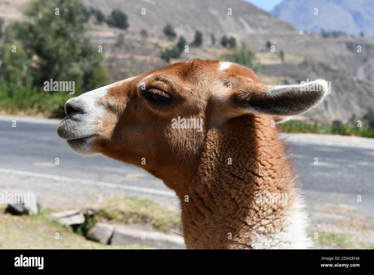 Lama portrait in Peru. Lama is one of the two domestic animals from the ...