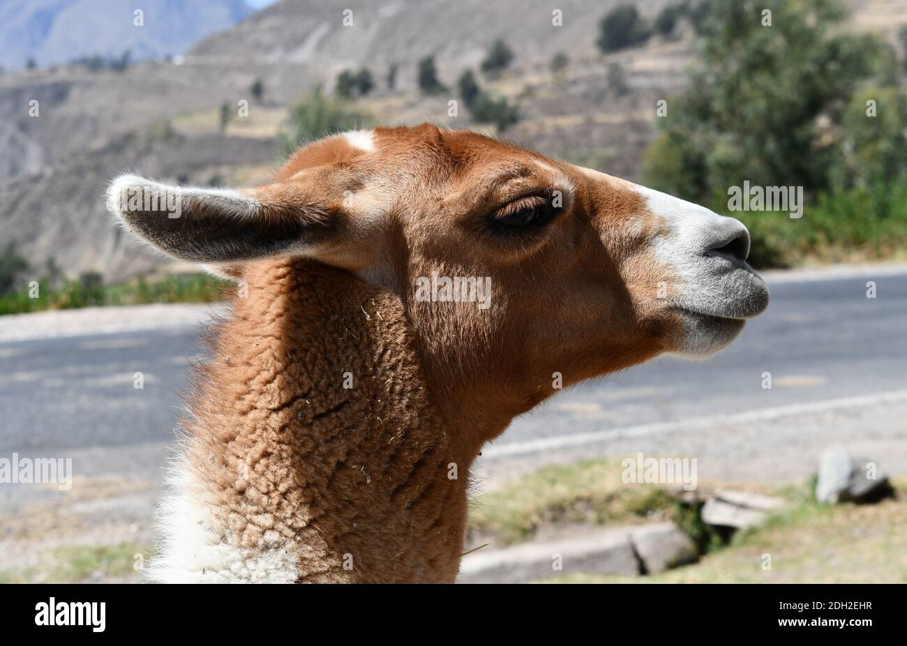 Lama close-up portrait in Peru. Lama is one of the two domestic animals ...