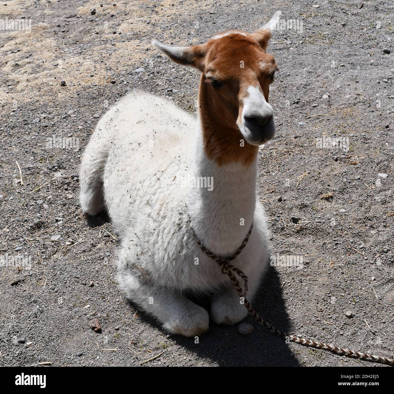 Lama, one of the two domestic animals from the camel family, in Peru ...