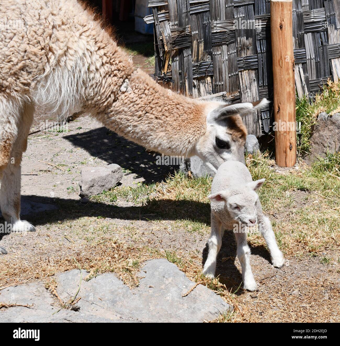 Close-up on a lama and a lamb in Peru, South America Stock Photo - Alamy