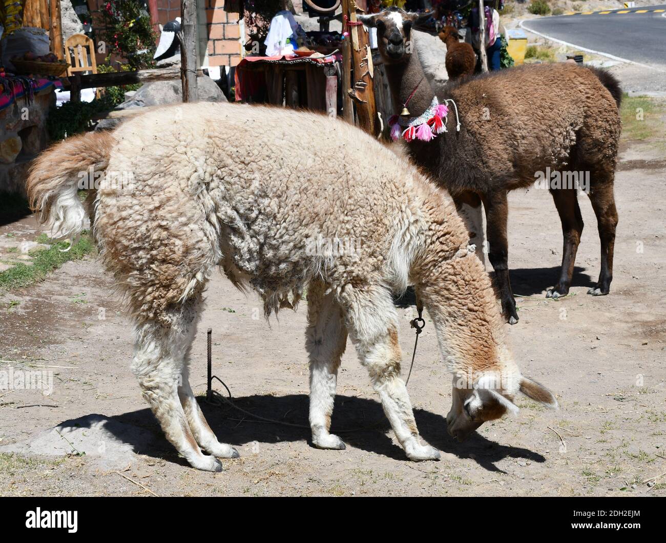 Lama, one of the two domestic animals from the camel family, in Peru ...