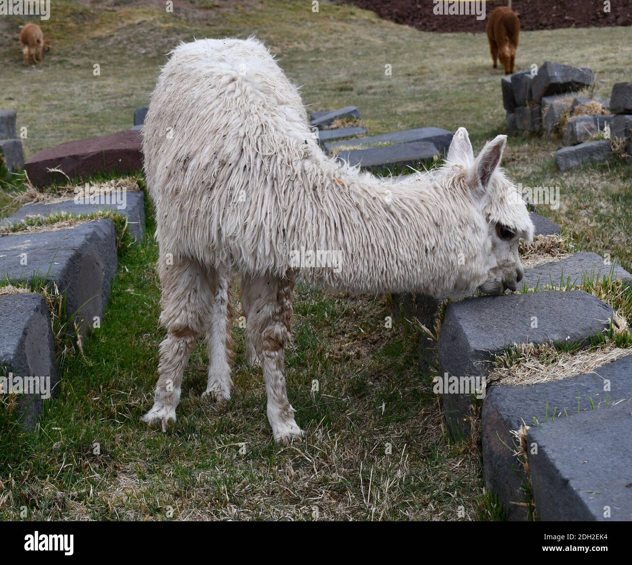 Suri Alpaca close-up in Peru. Alpacas and lamas are domesticated ...