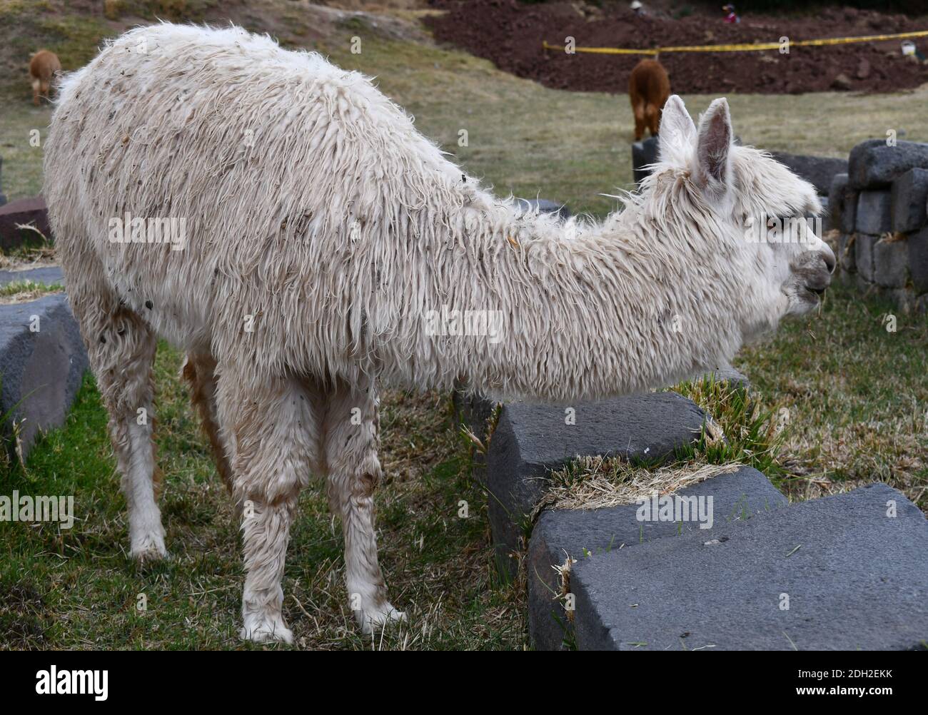 Suri Alpaca close-up in Peru. Alpacas and lamas are domesticated ...