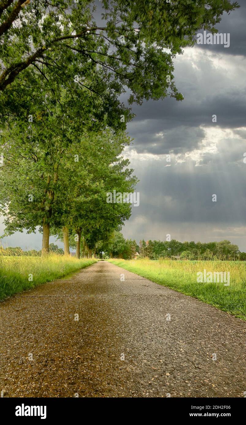 Path with grass hi-res stock photography and images - Alamy