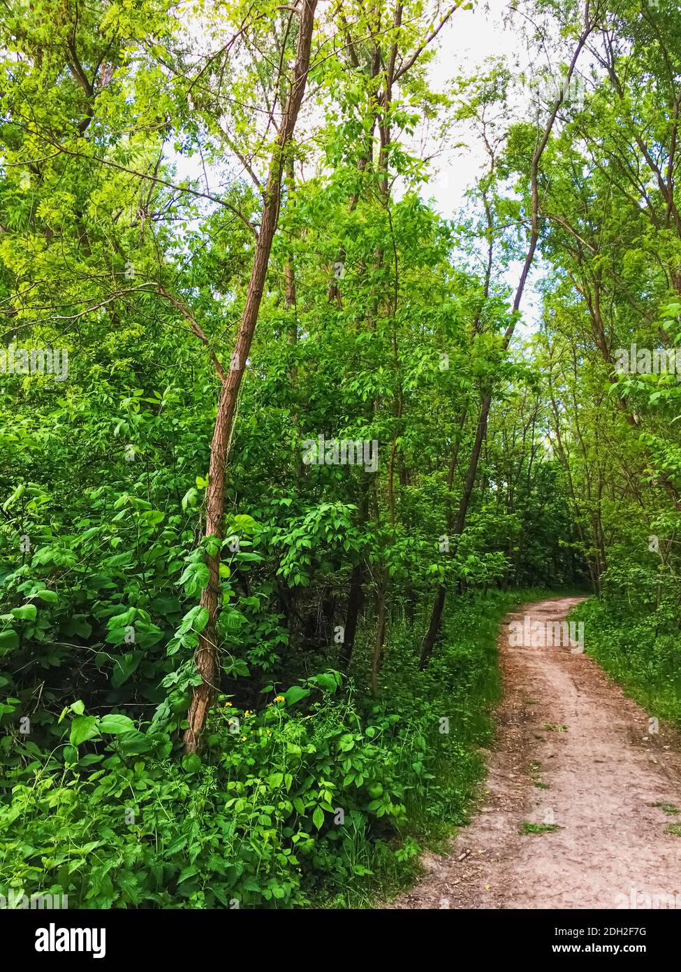 Countryside woods as rural landscape, amazing trees in green forest ...
