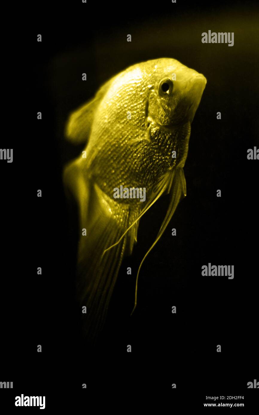 Golden illuminating fish on isolated black background. Goldfish to make ...