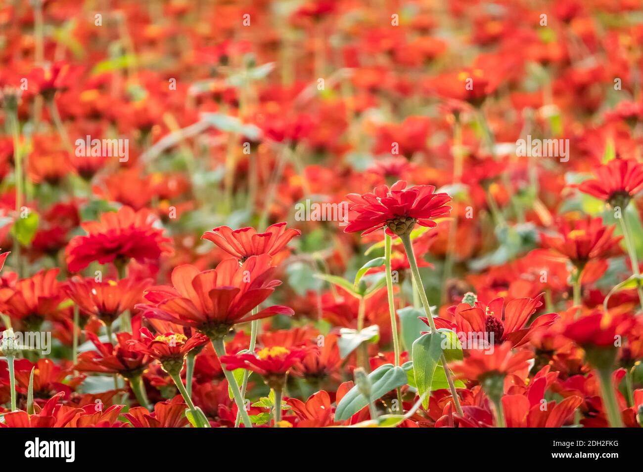 Colorful cosmos flowers farm Stock Photo - Alamy