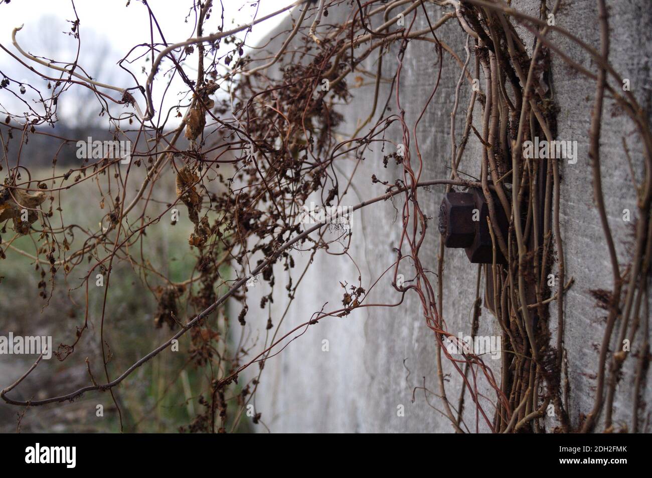 A rusted bolt in silhouette peaks out from behind a brown, dying vine ...