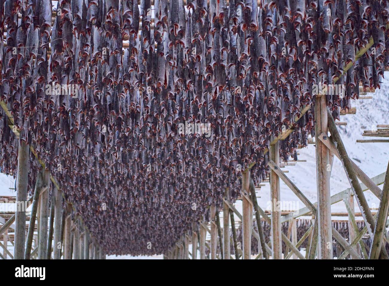 Air drying of Salmon fish on wooden structure at Scandinavian winter ...