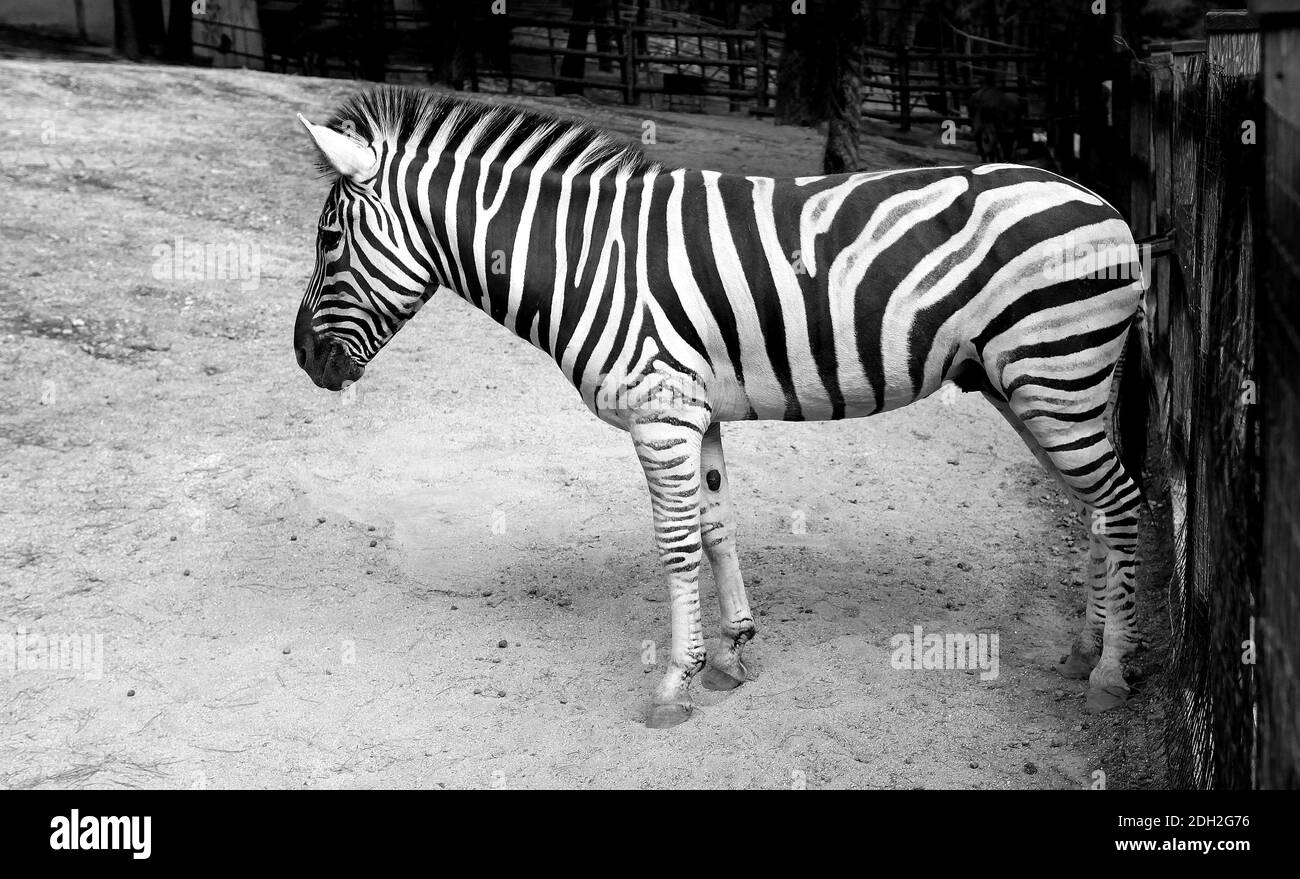 Photo of a black and white Zebra animal in full growth on a light ...