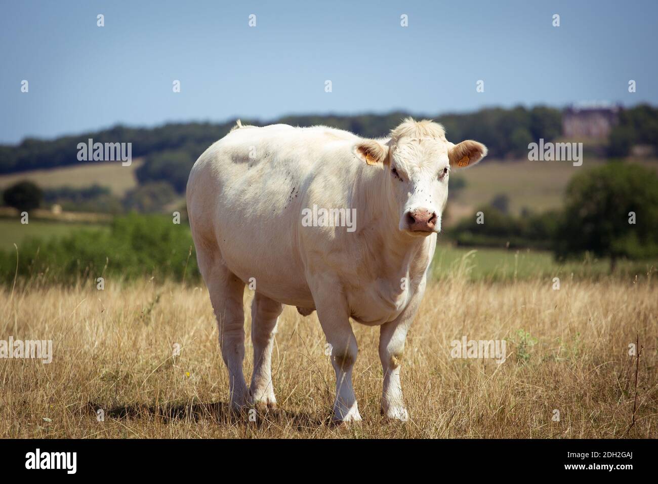 White cow hi-res stock photography and images - Alamy