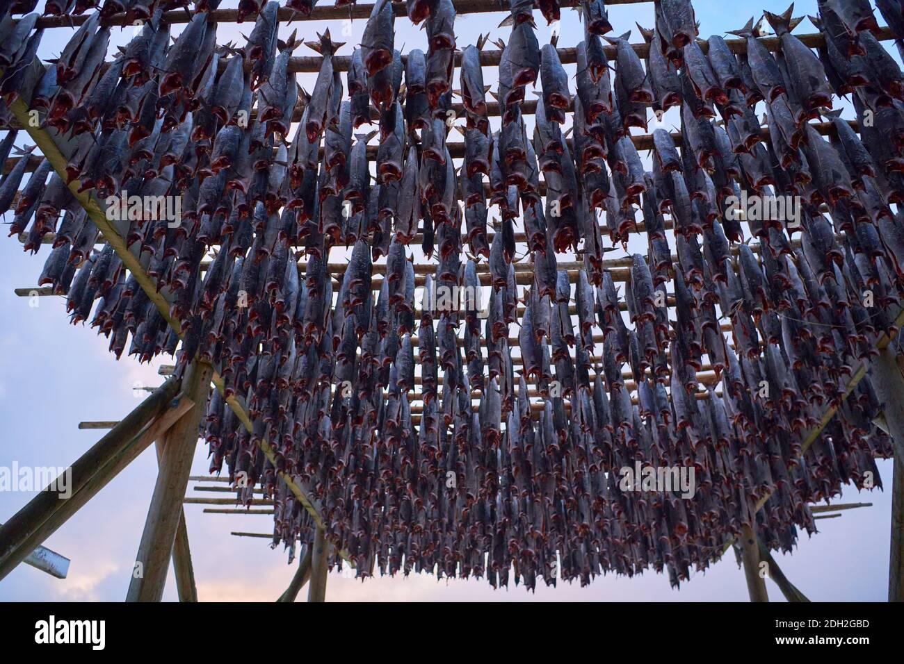 Air drying of Salmon fish on wooden structure at Scandinavian winter ...