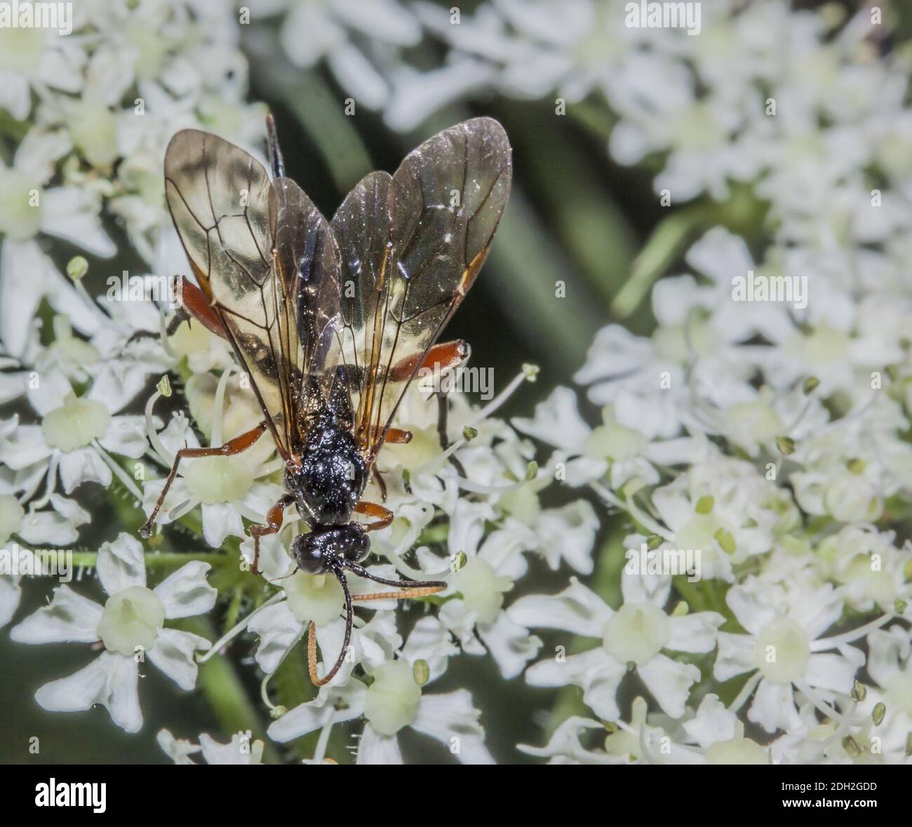 Wood wasp 'Lissonota spec.' Stock Photo - Alamy