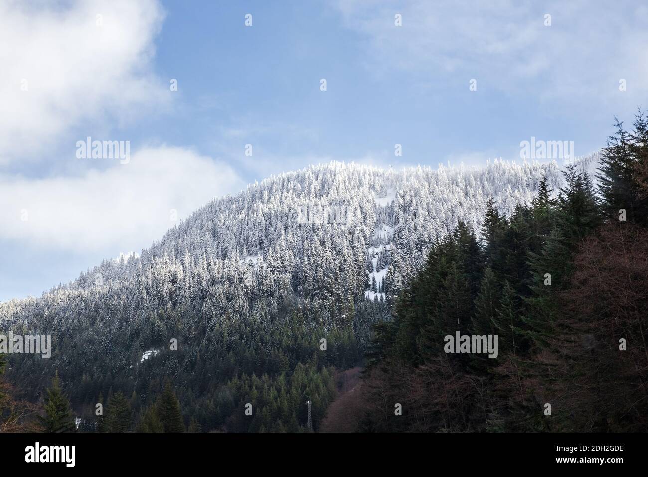 An amazing shot of the thick forests covered with snow in Washington ...