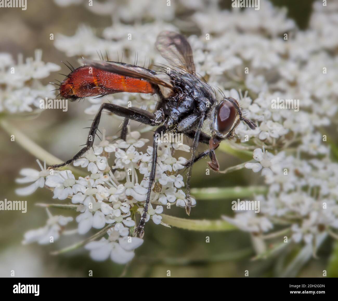 Parasite flies hi-res stock photography and images - Alamy