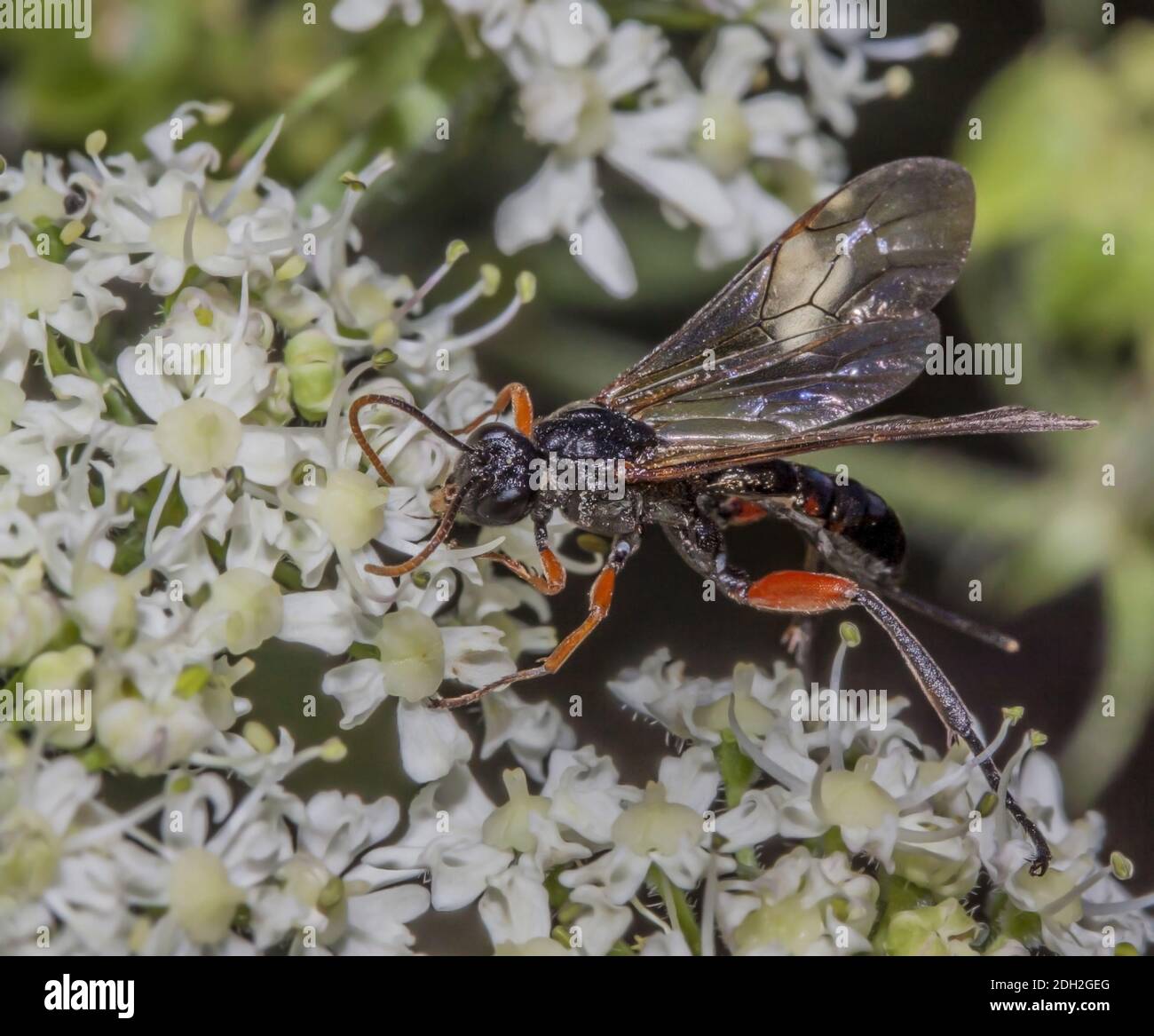 Wood Wasp High Resolution Stock Photography and Images - Alamy