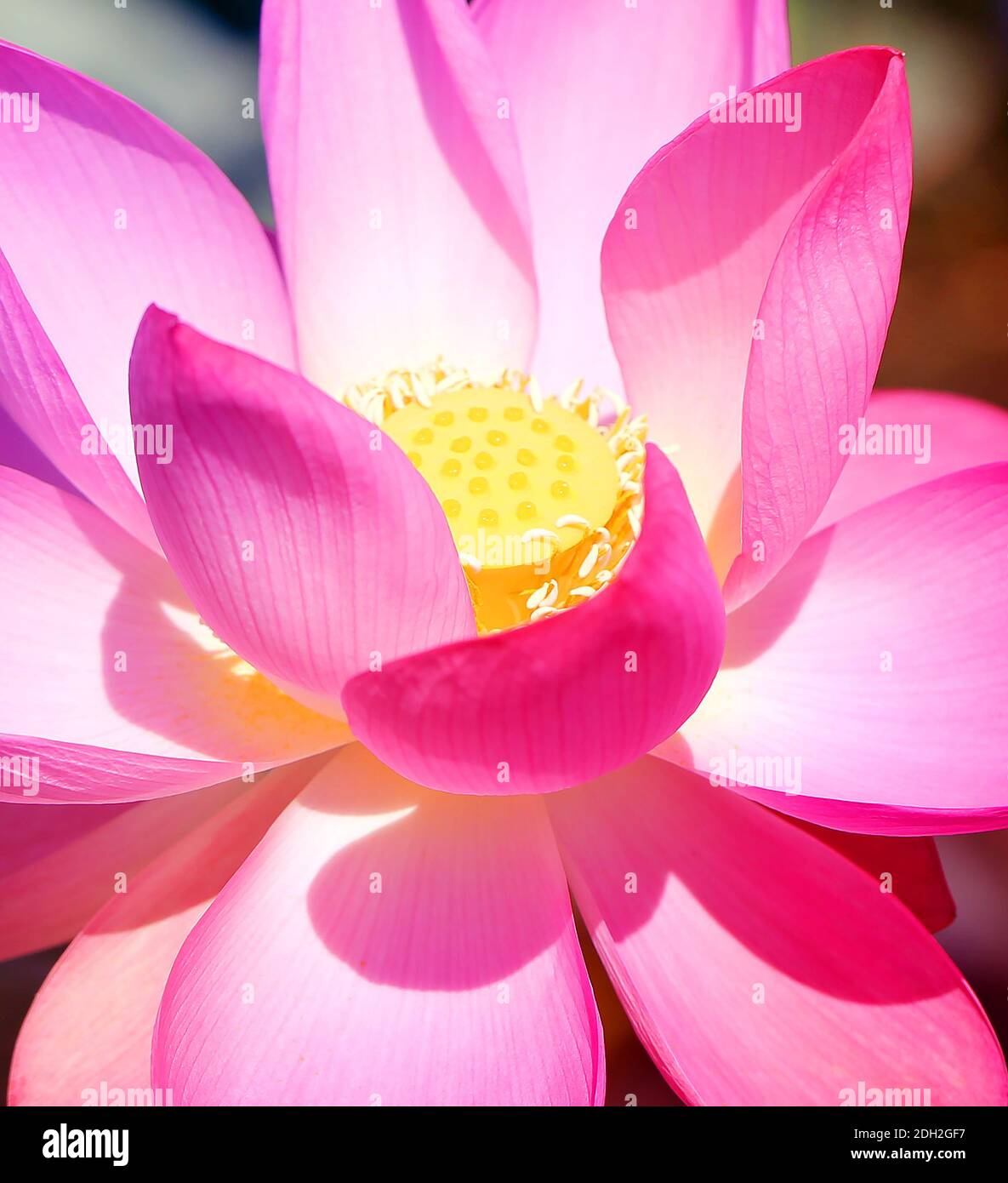 Photo macro of a beautiful pink Lotus flower illuminated by the sun ...