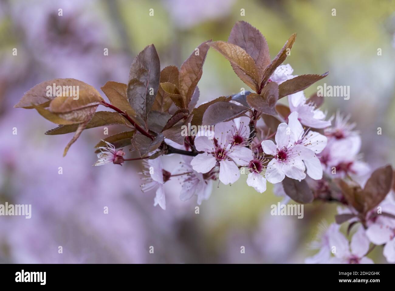 Flowering twig of a blood plum (Prunus cerasifera Nigra Stock Photo - Alamy