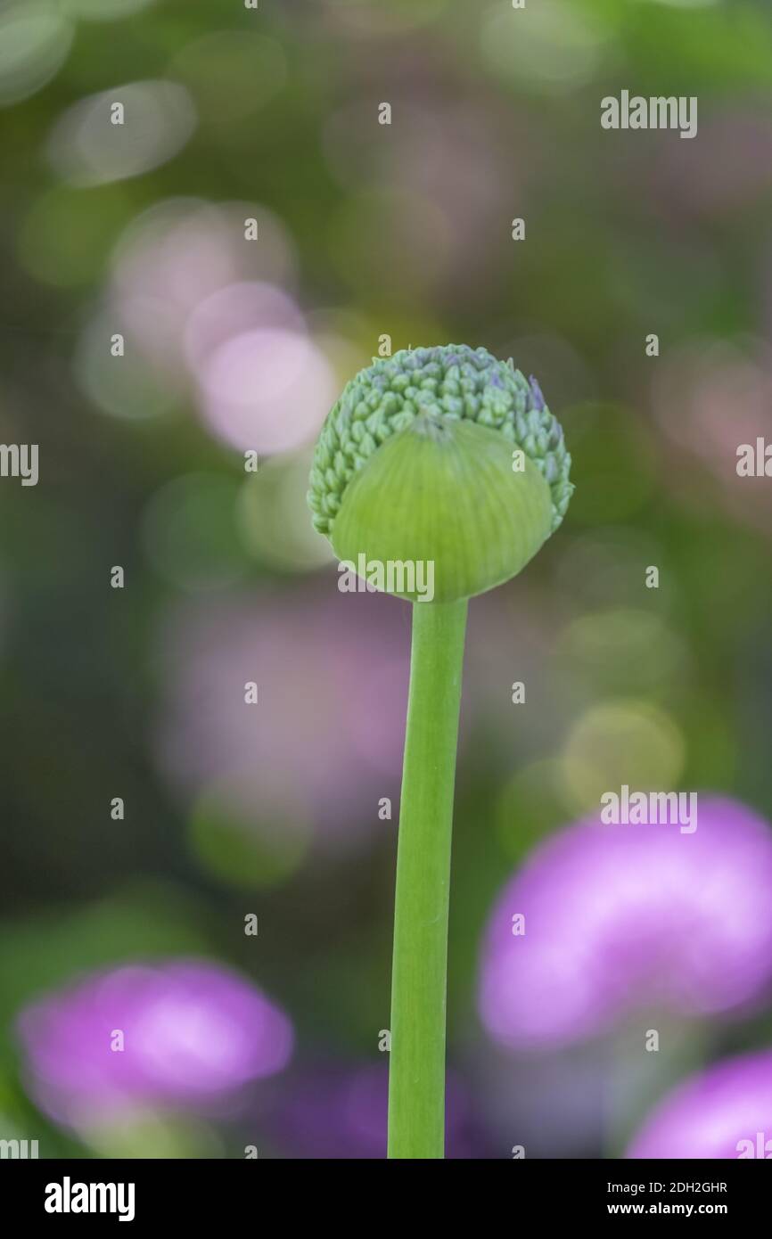 Ornamental garlic bud (Allium sp.) in front of a colourful flower bed ...