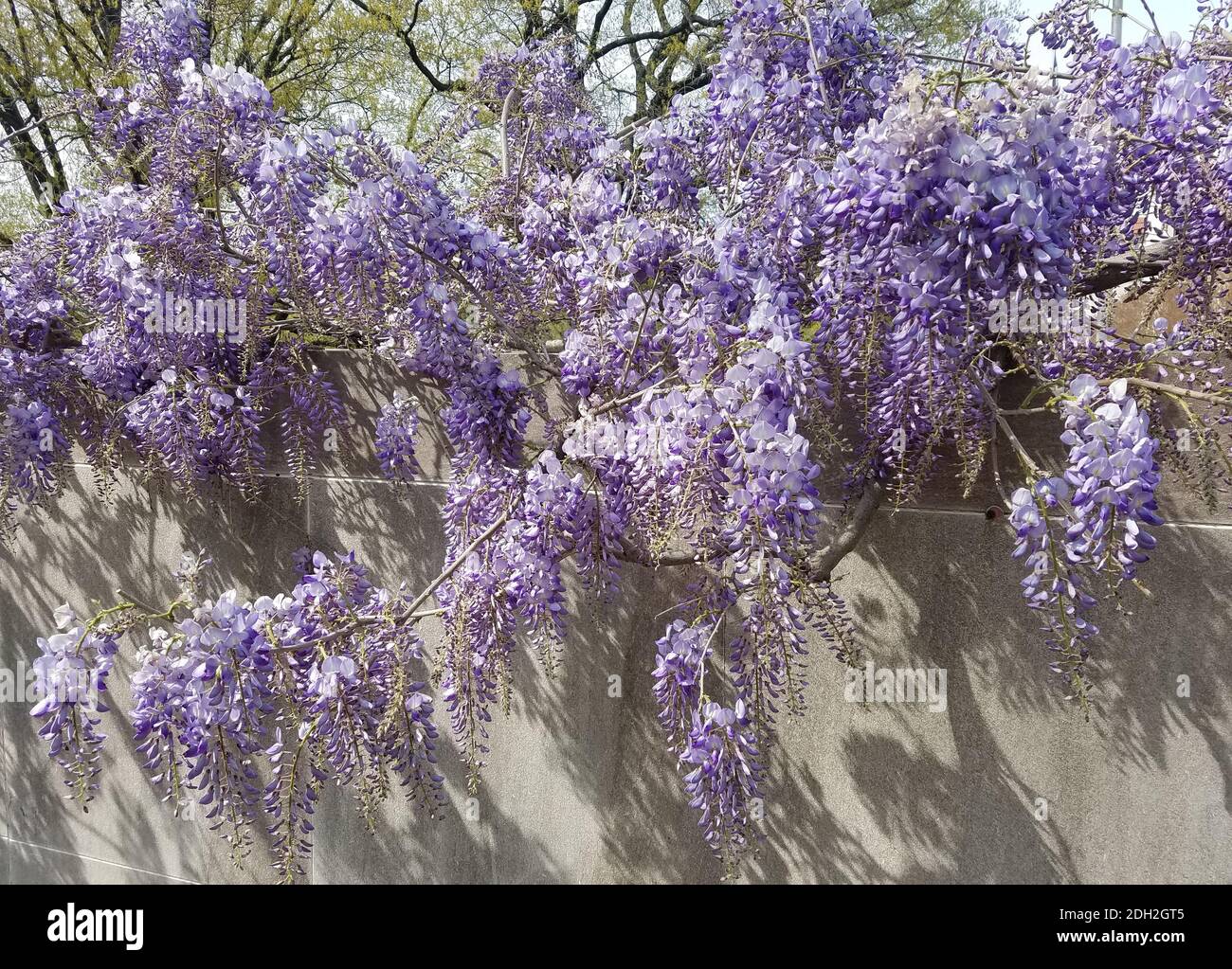 Close-up on a cluster of wisteria flowers in the purple, ultra violet ...