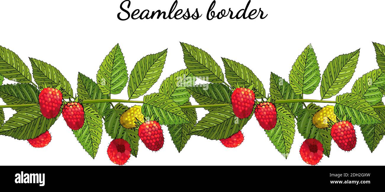 Seamless summer border c raspberries and leaves. Vector illustration ...