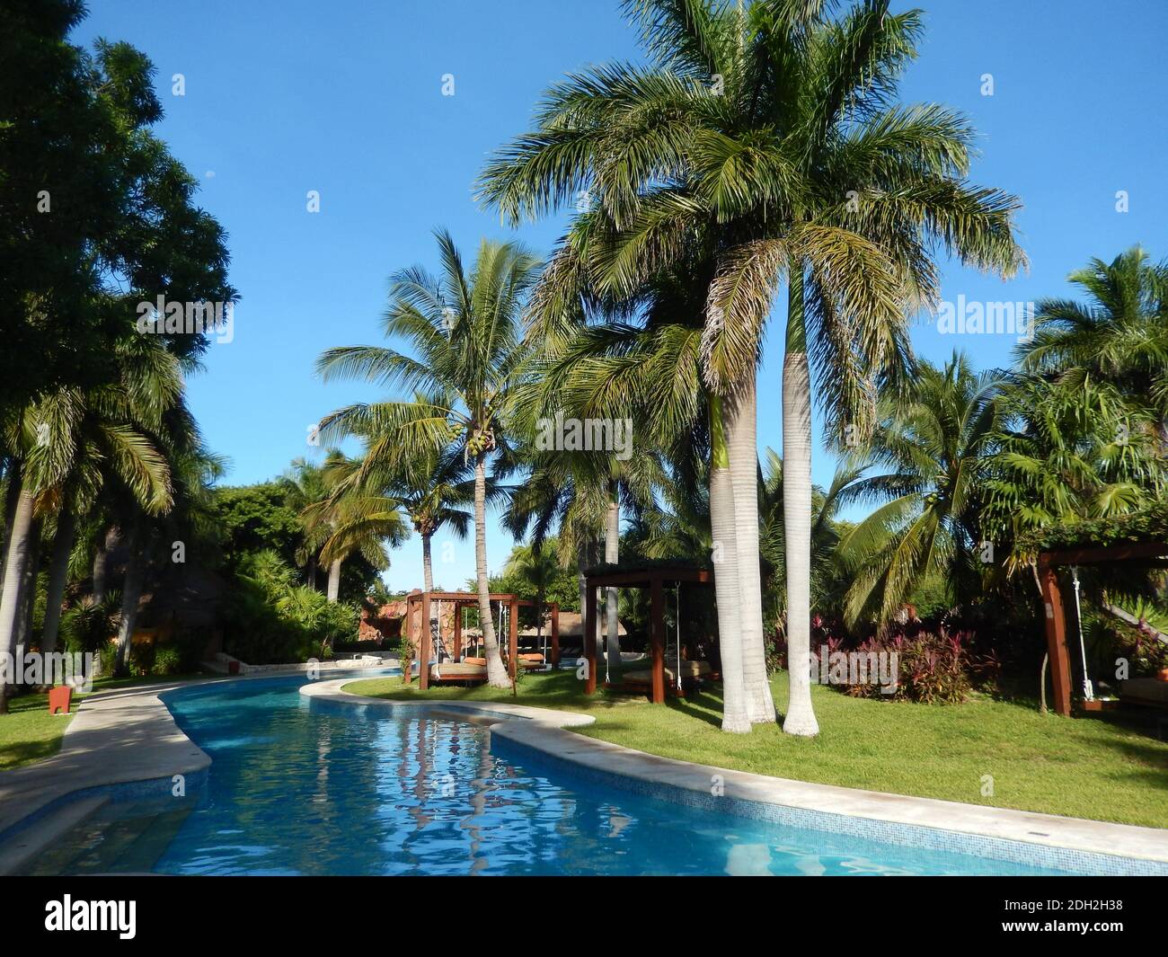 Tropical landscape greenery with palm trees and pool amenities in a ...