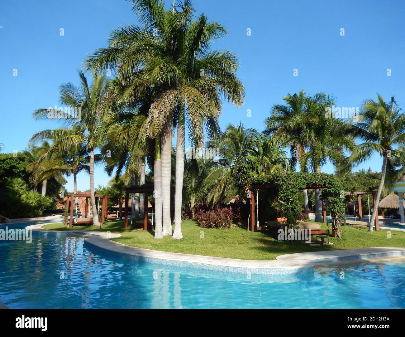 Tropical landscape greenery with palm trees and pool amenities in a ...