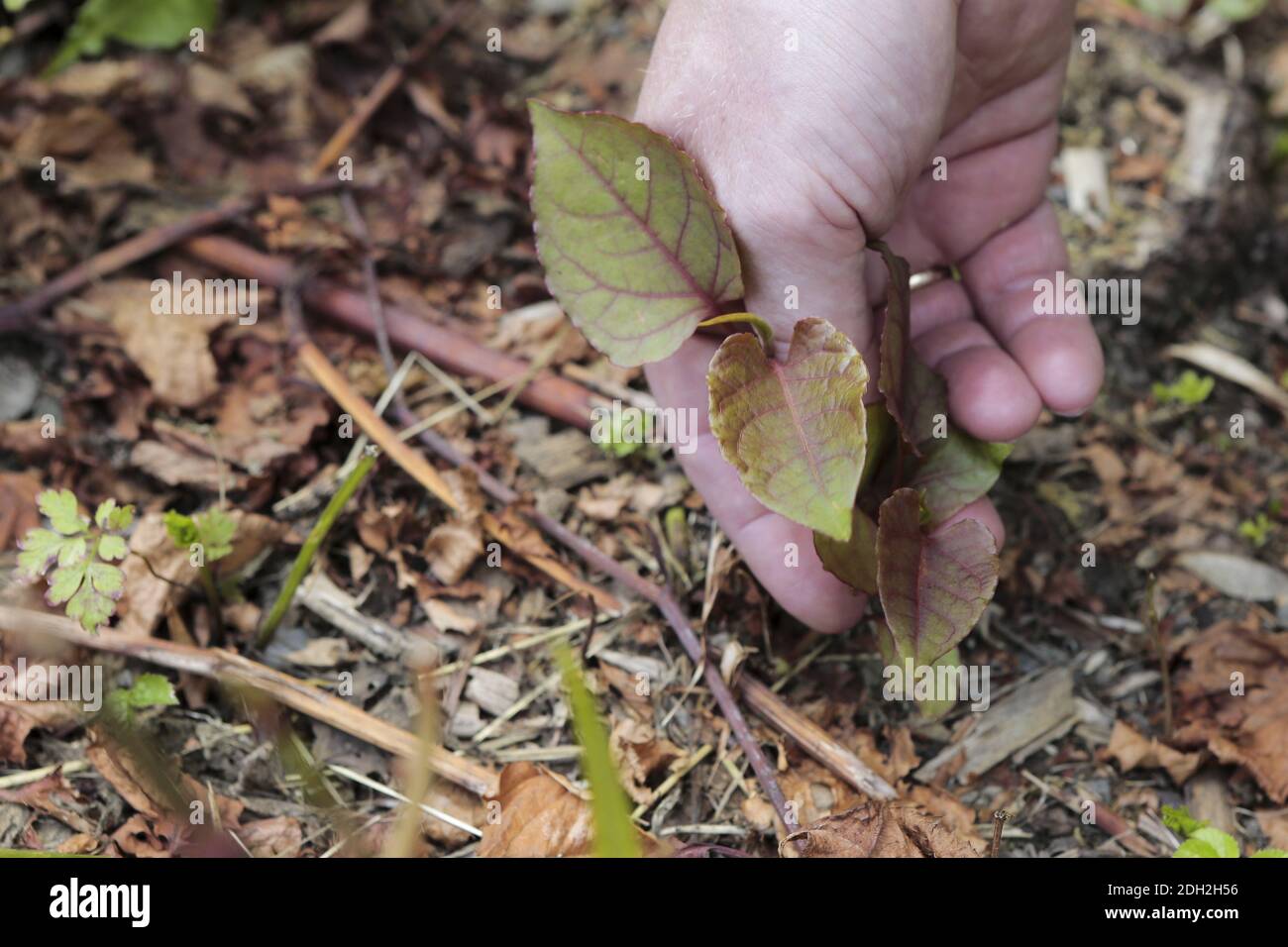 Plant species hi-res stock photography and images - Alamy