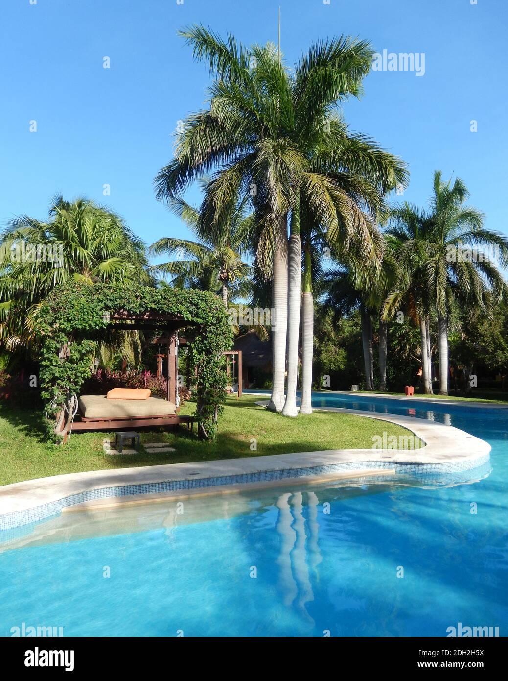 Tropical landscape greenery with palm trees and pool amenities in a ...