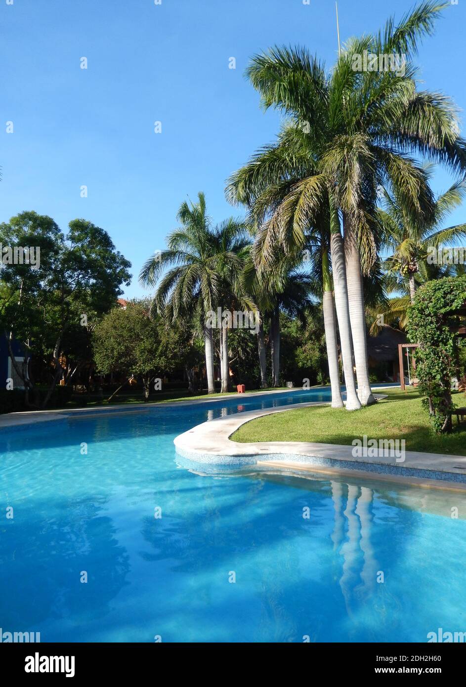 Tropical landscape greenery with palm trees and pool amenities in a ...