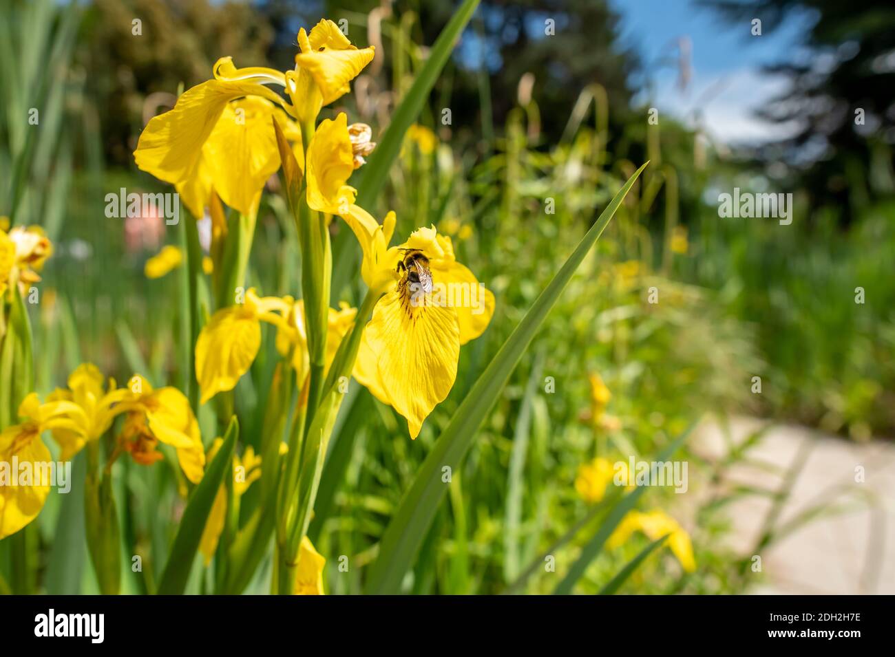 Swamp sword lily Stock Photo - Alamy