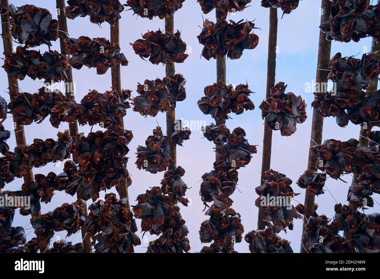 Air drying of Salmon fish on wooden structure at Scandinavian winter ...