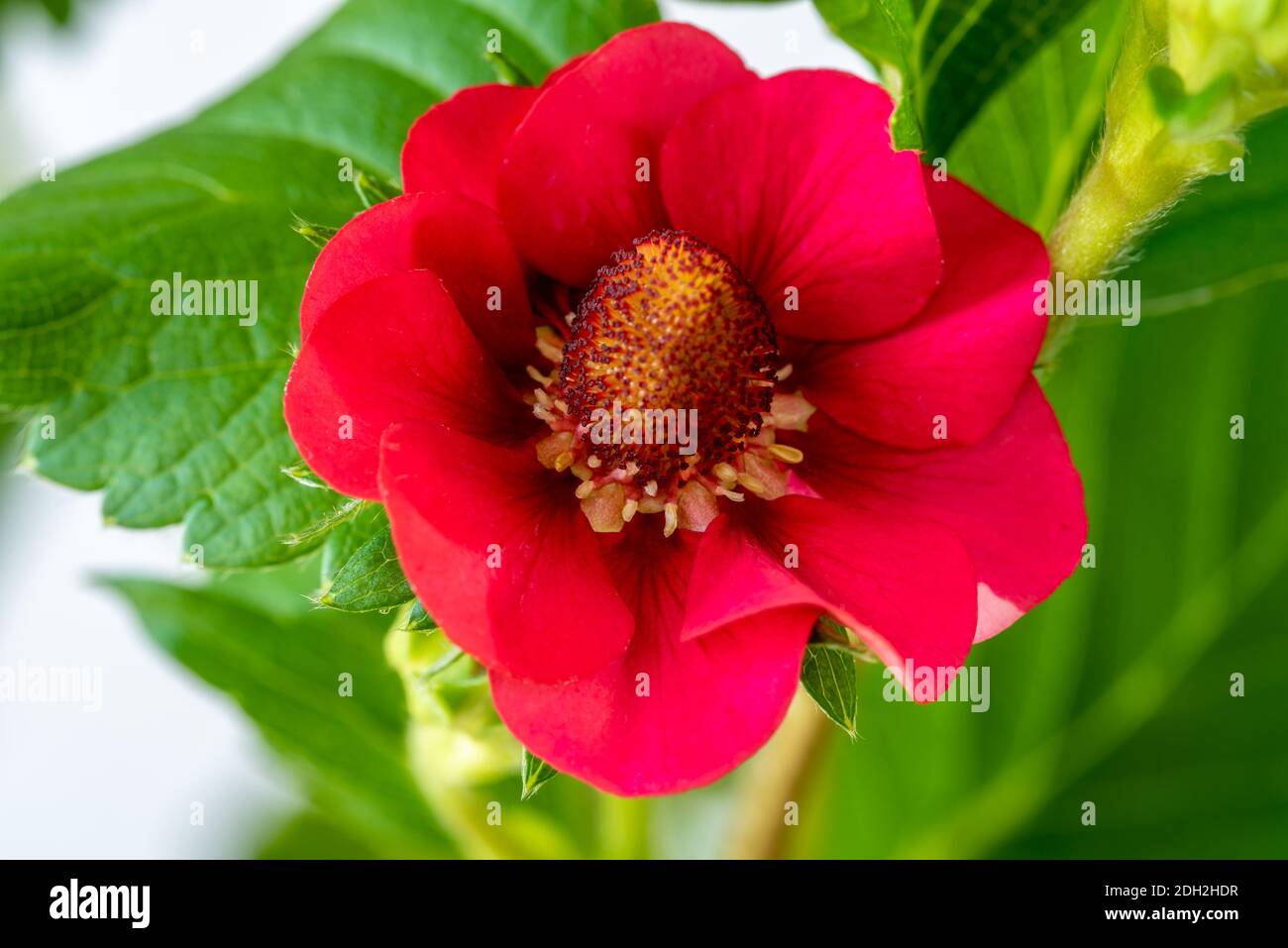 Roses strawberry hi-res stock photography and images - Alamy