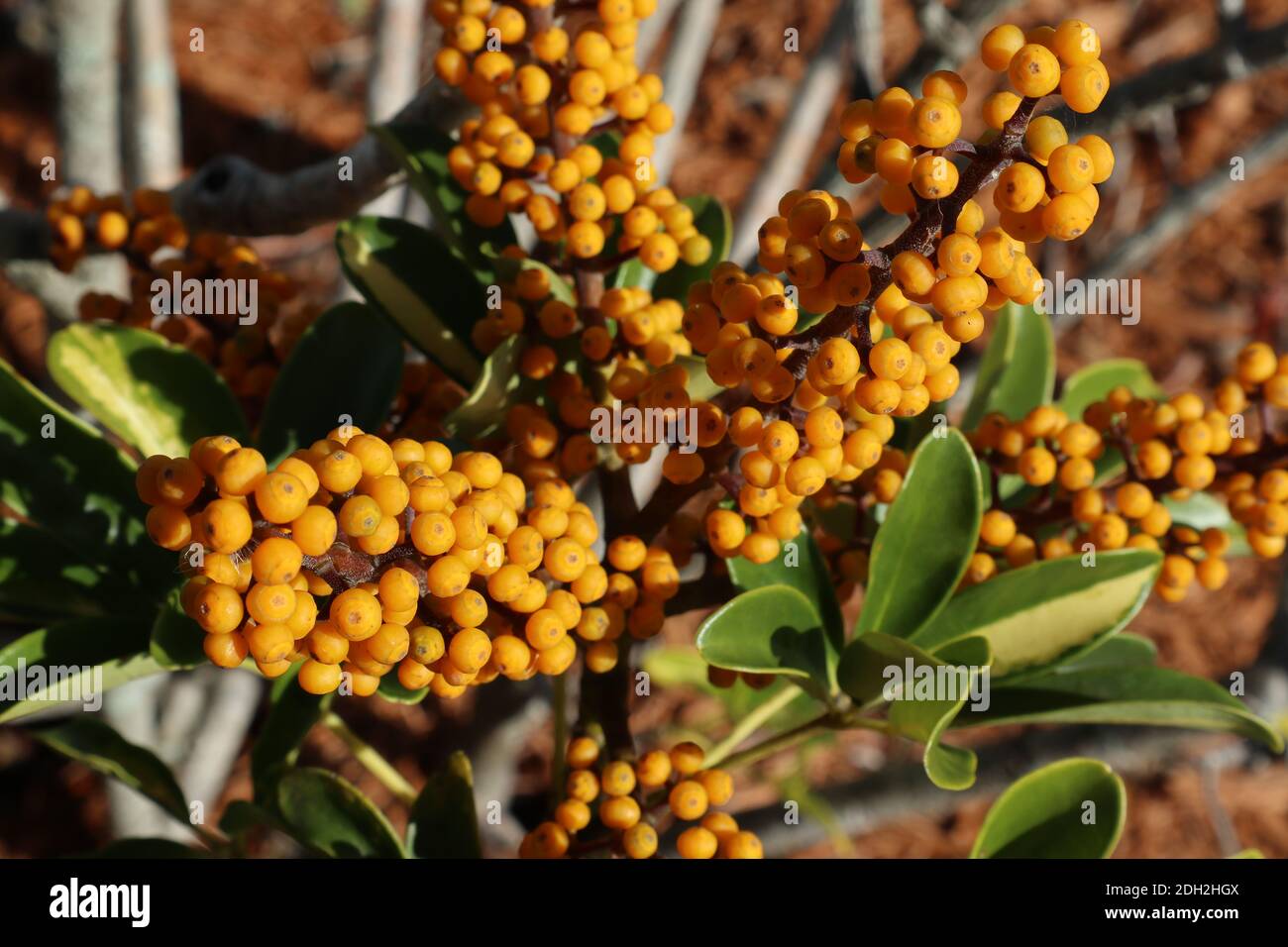 Yellow berries hi-res stock photography and images - Alamy