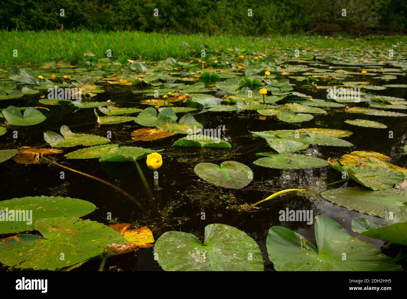 Yellow Pond Lily (Nuphar polysepala) on Goose Lake, Willamette Mission ...
